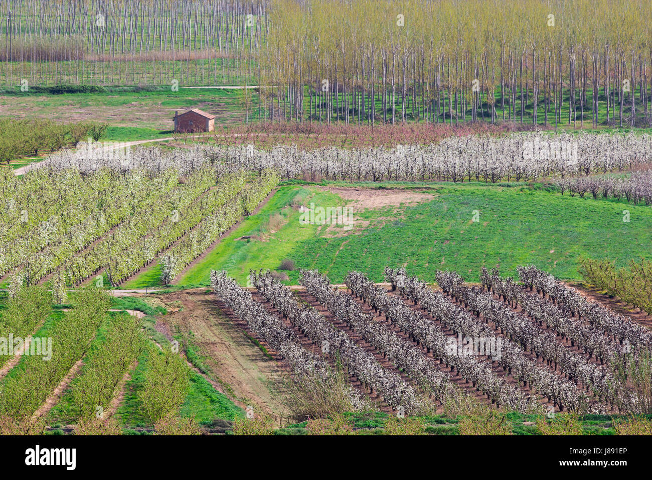 Fruit trees fields at spring, colorful agriculture Stock Photo - Alamy