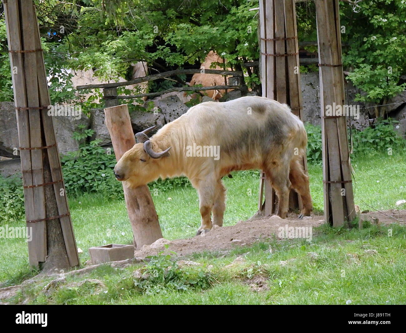 Golden takin, (Budorcas taxicolor bedfordi Stock Photo - Alamy