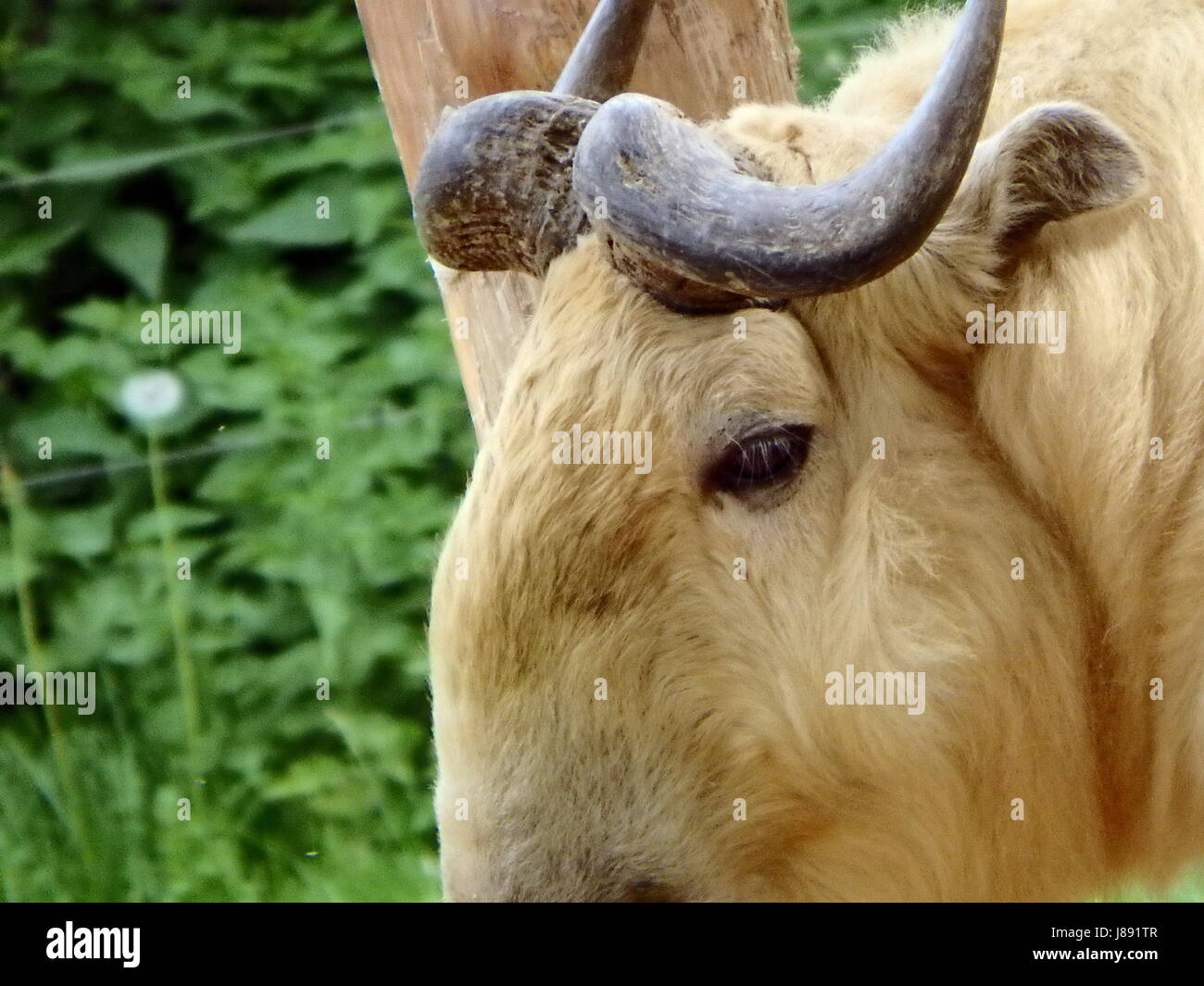 Golden takin, (Budorcas taxicolor bedfordi Stock Photo - Alamy