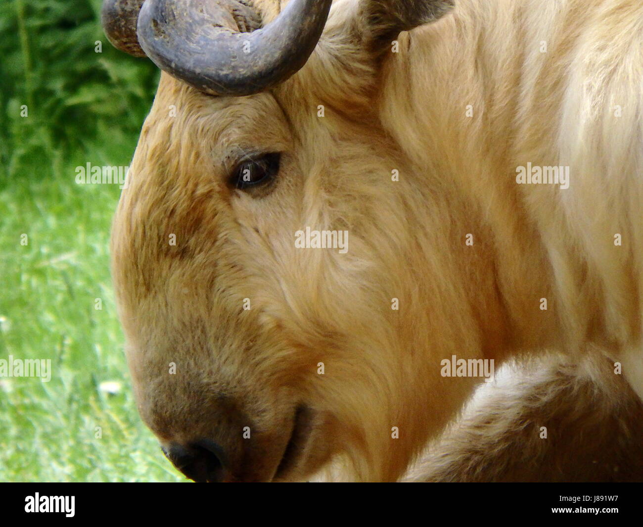 Golden takin, (Budorcas taxicolor bedfordi Stock Photo - Alamy