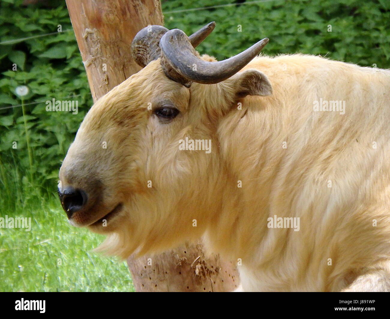 Golden takin hi-res stock photography and images - Alamy