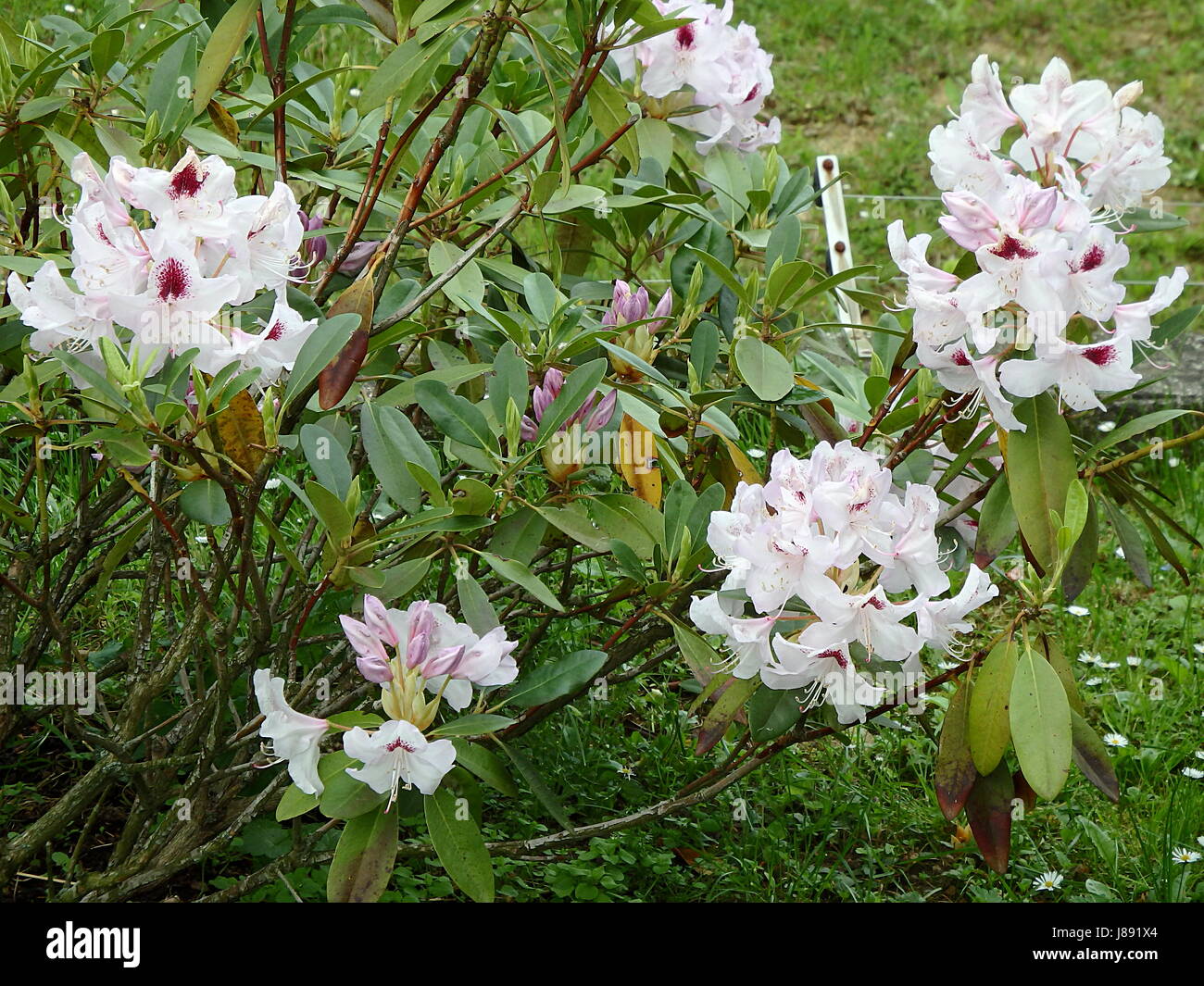 rododendron flowers blossom, Natural flower background Stock Photo - Alamy