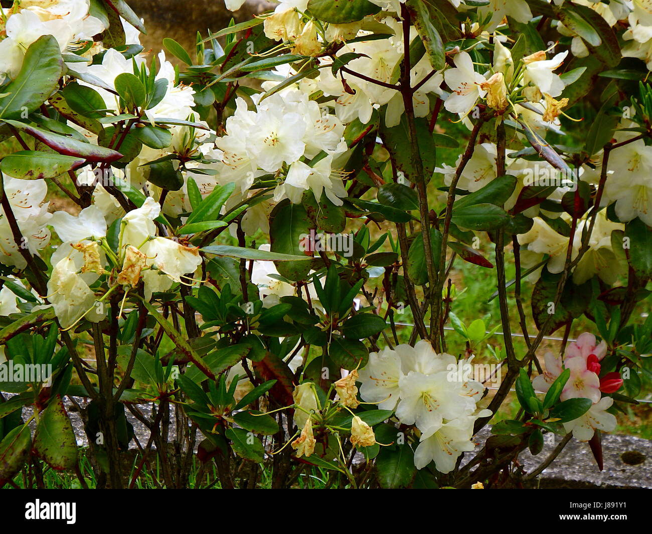 rododendron flowers blossom, Natural flower background Stock Photo - Alamy