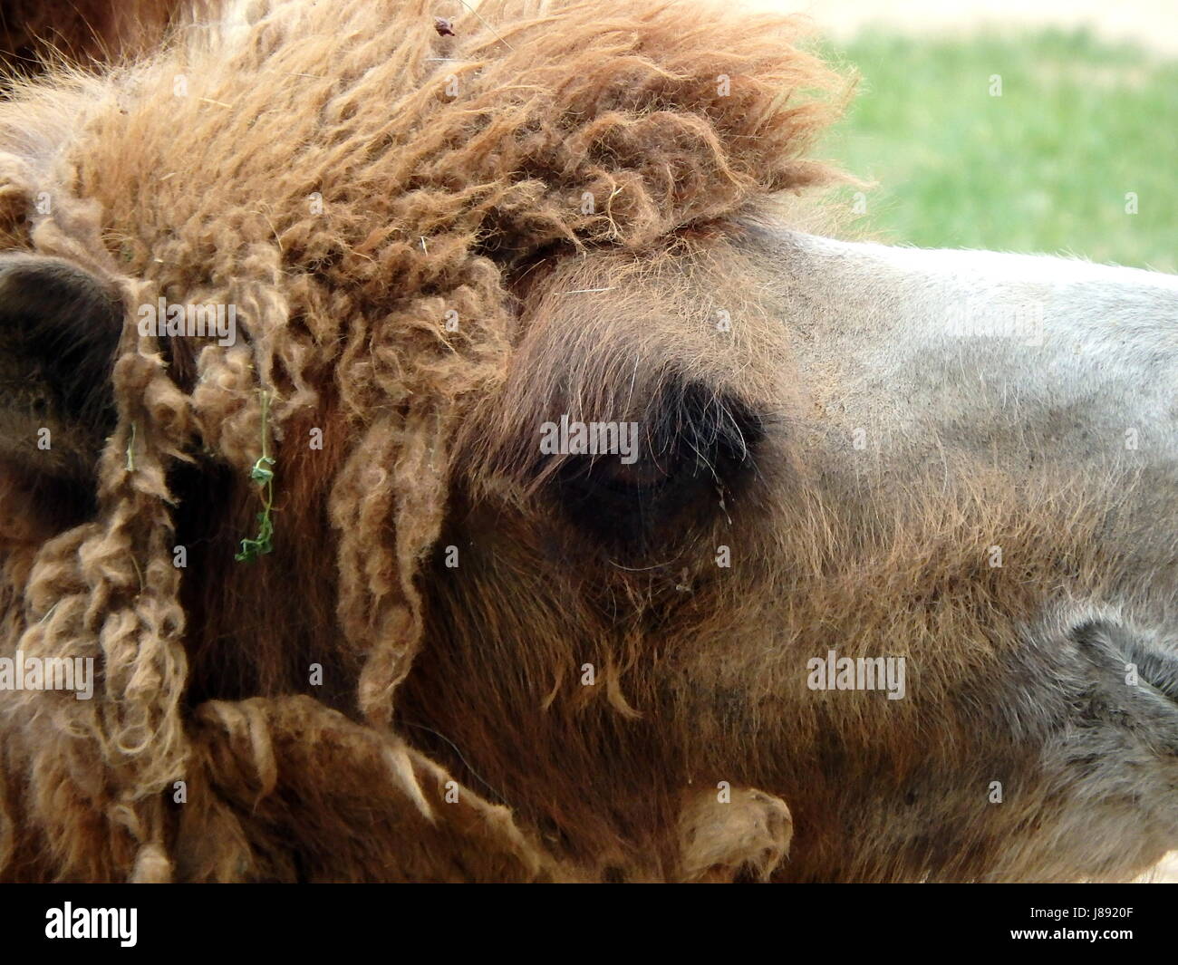 Double hump camel,(Camelus bactrianus Stock Photo - Alamy