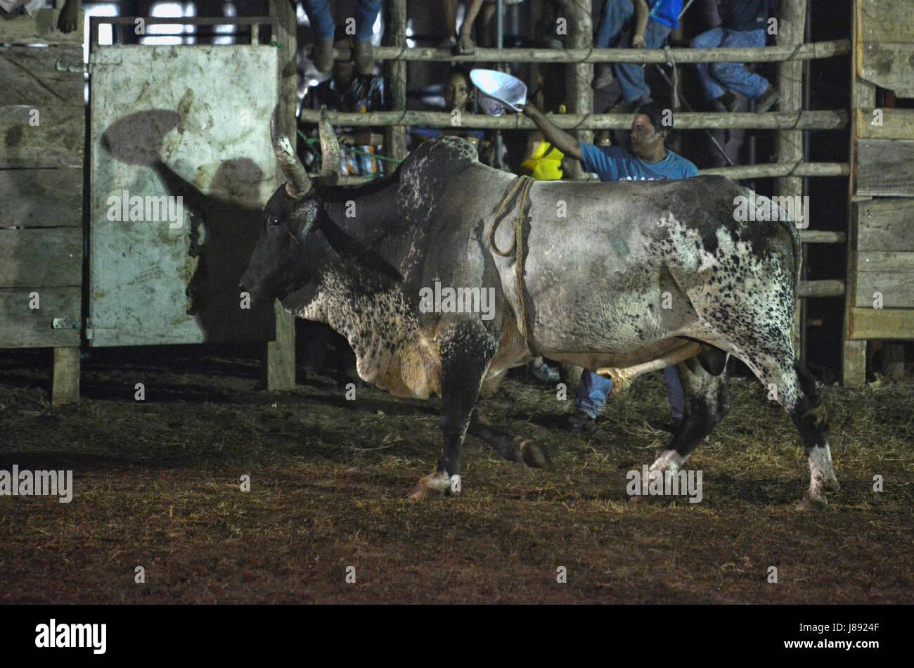 Malacrianza, Costa Rica's most famous bull leaves the ring after his ...