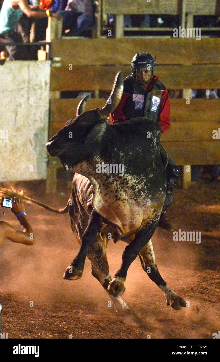 Leonardo Bonilla, 22, rides Malacrianza, Costa Rica's most famous bull ...