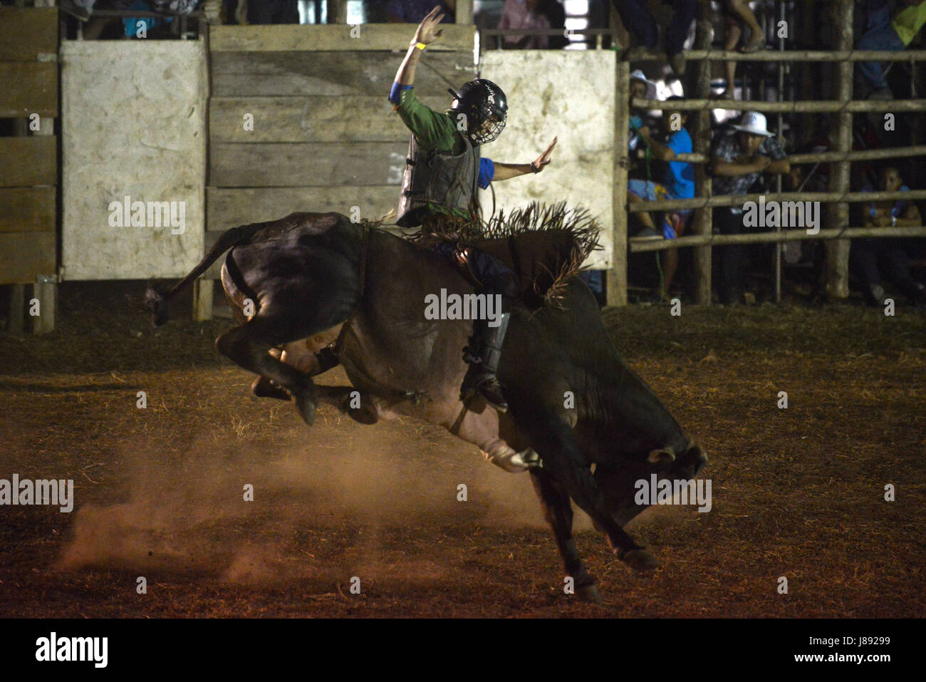 A bull rider balances himself on a bull during the bull festival in ...
