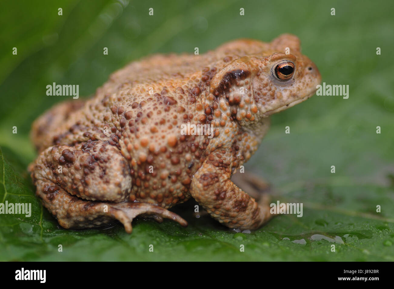 brown, brownish, brunette, skin, frog, toad, warts, leaf, environment ...