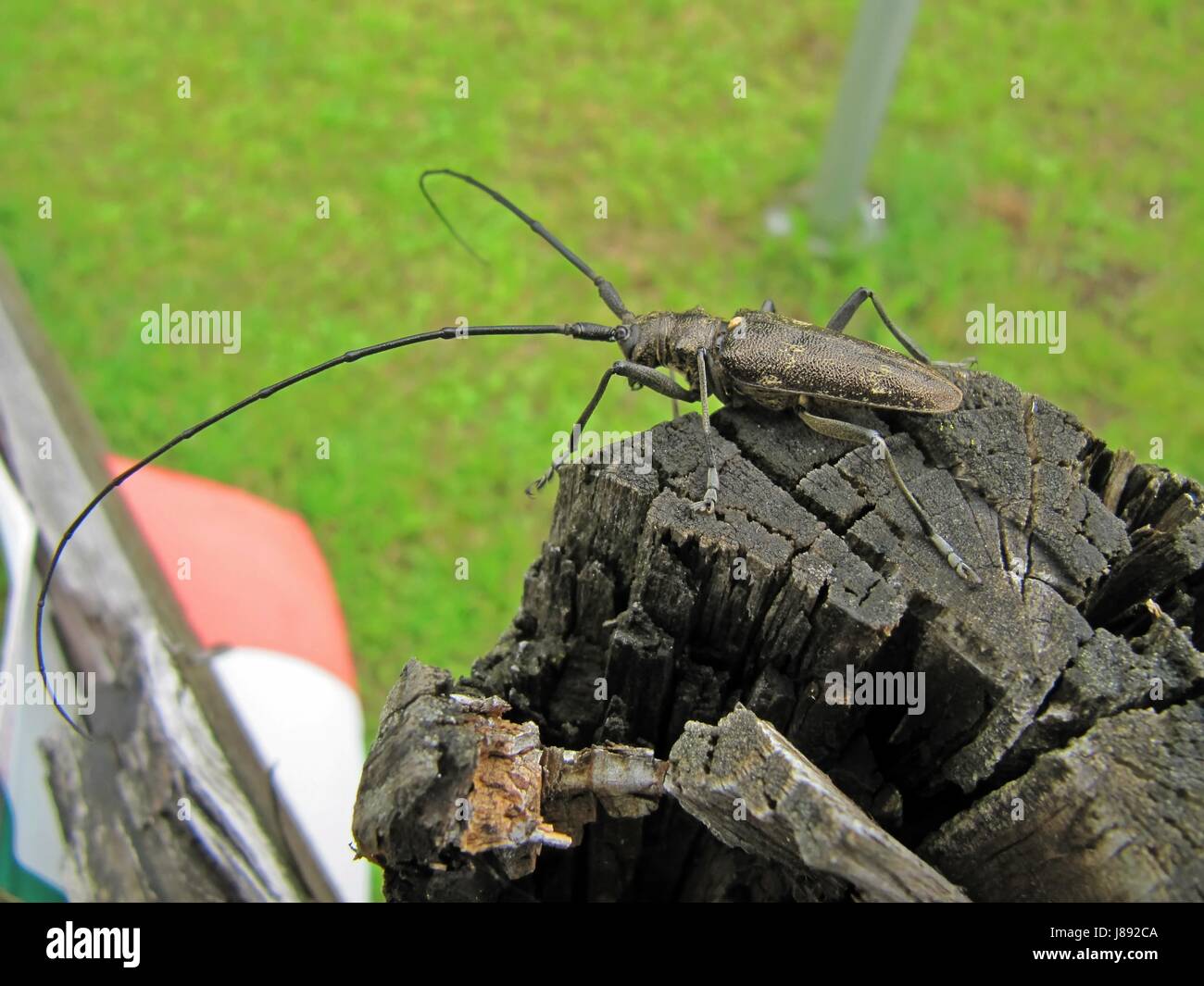 wood, buck, beetle, wood, beetle, langhornbock, schusterbock, bockkfer ...