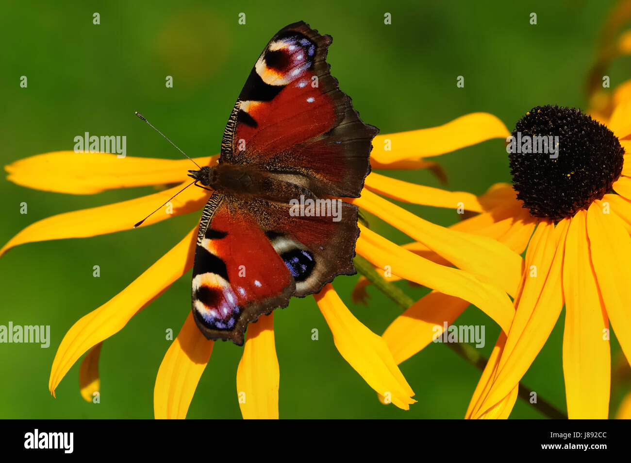 insect, bloom, blossom, flourish, flourishing, butterfly, wing, moth ...