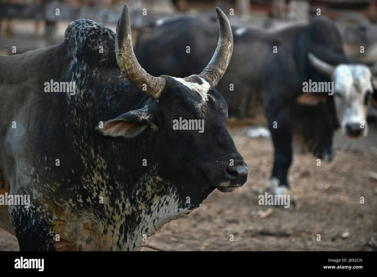 Malacrianza, Costa Rica's most fearsome bull, sits in a pen near Playa ...