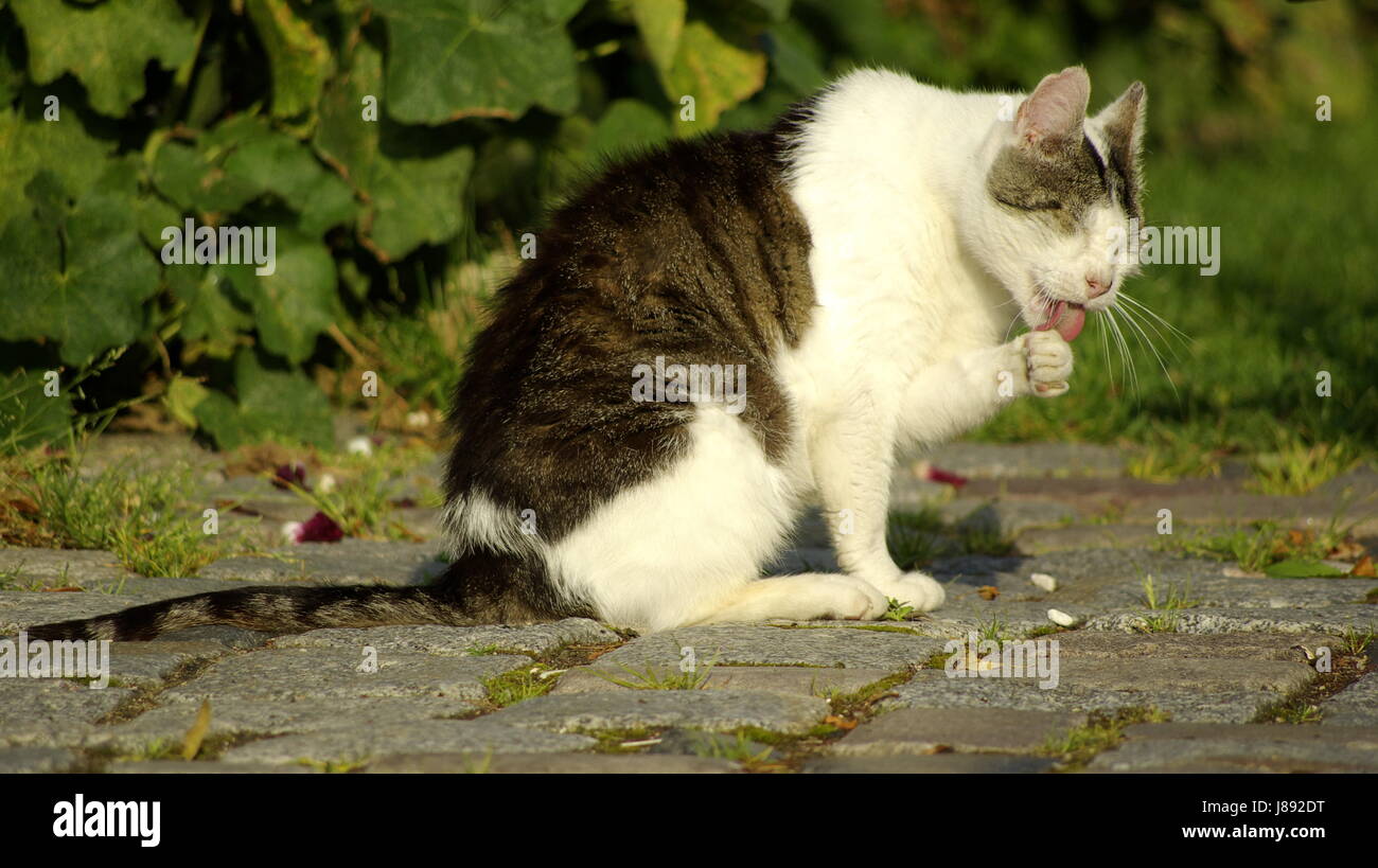 Animal pet animals cats pussycat hi-res stock photography and images ...