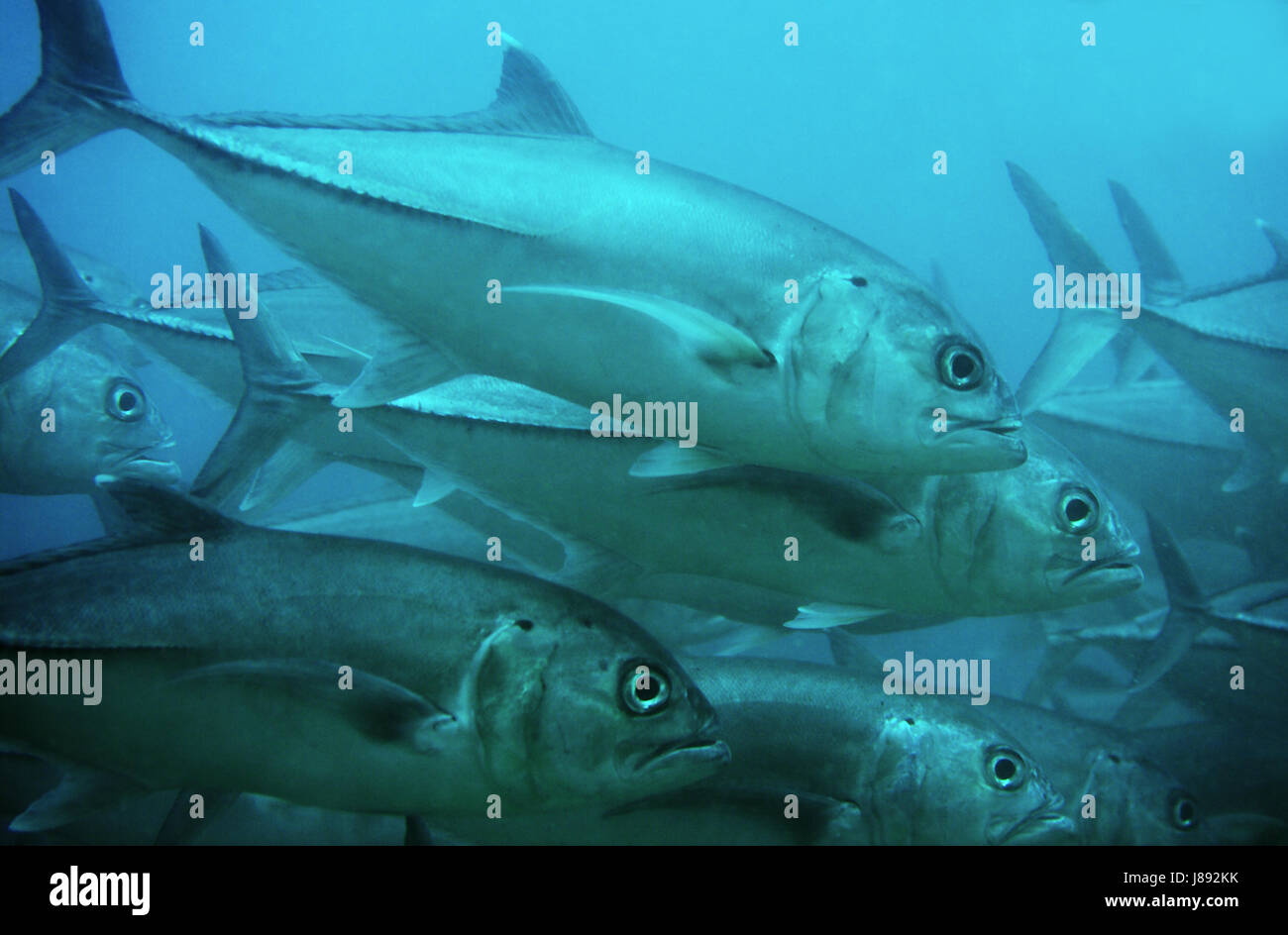 Fish swarm tuna hi-res stock photography and images - Alamy