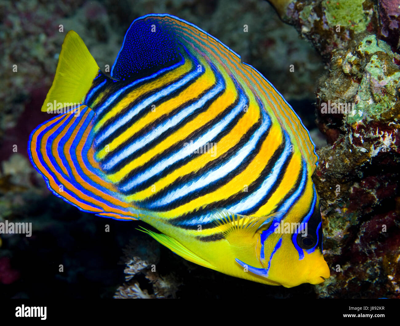 blue, fish, underwater, egypt, tropical, reef, colorful, salt water ...