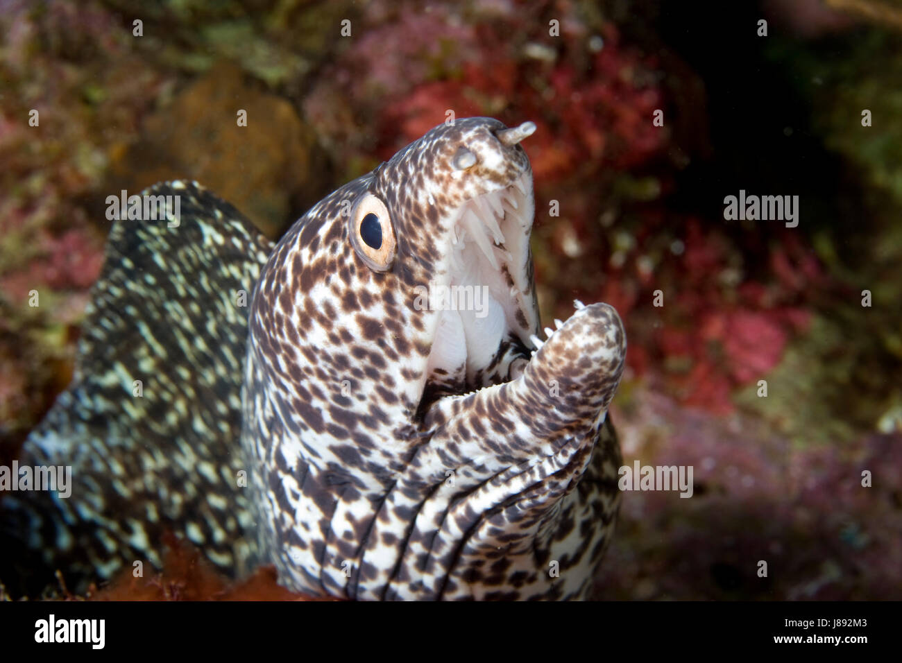 danger, closeup, teeth, portrait, fish, underwater, scary, reef ...