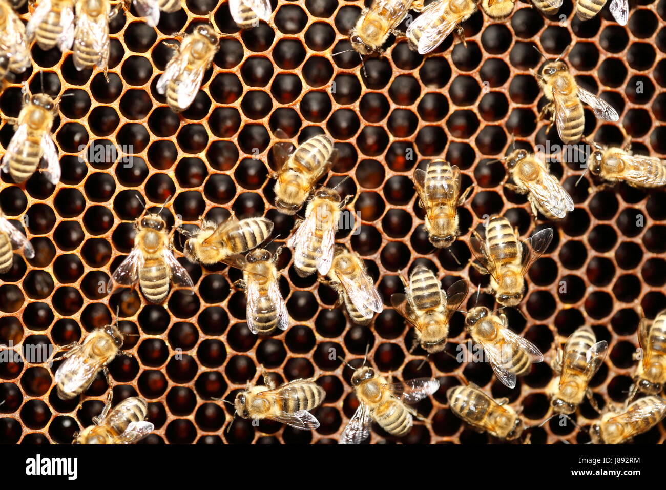 Waaben hi-res stock photography and images - Alamy