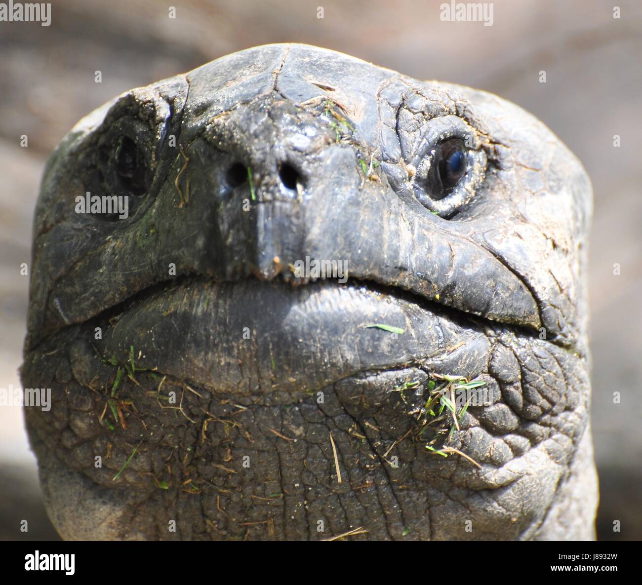 portrait of a turtle Stock Photo - Alamy