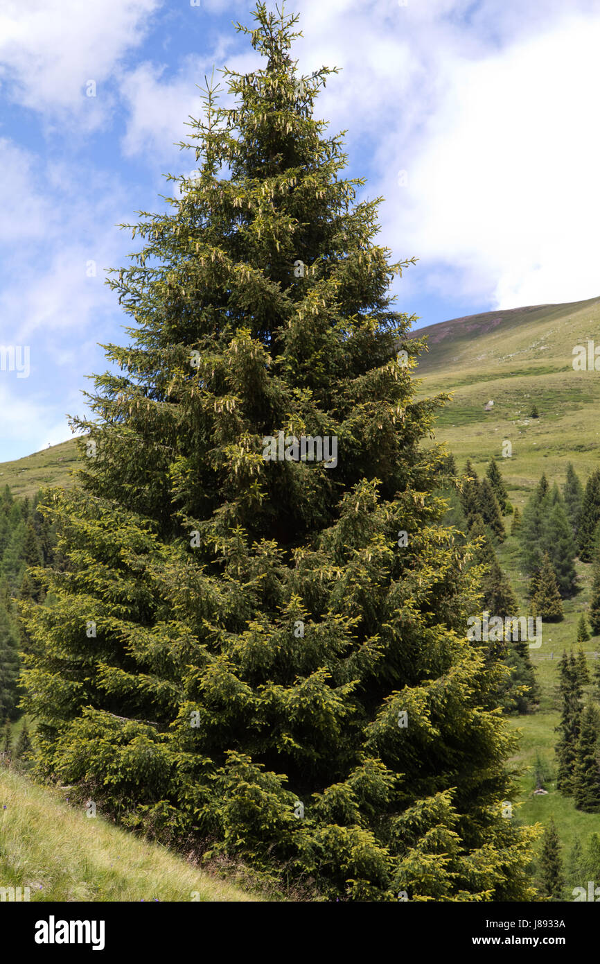 freestanding giant conifer in the mountains Stock Photo - Alamy