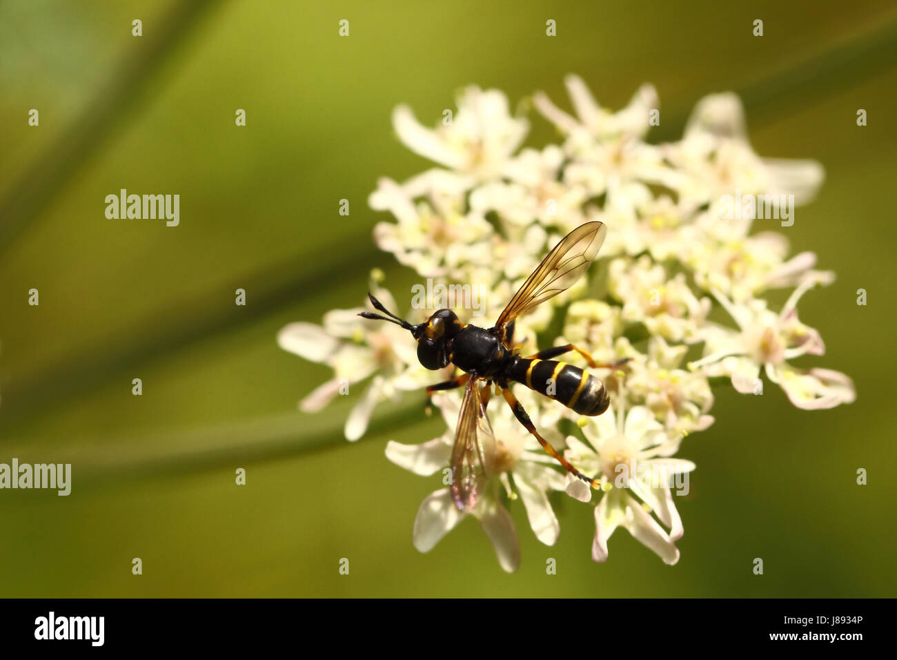 Conops High Resolution Stock Photography and Images - Alamy