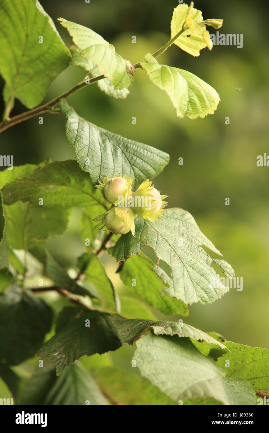 Haselnussfrucht hi-res stock photography and images - Alamy