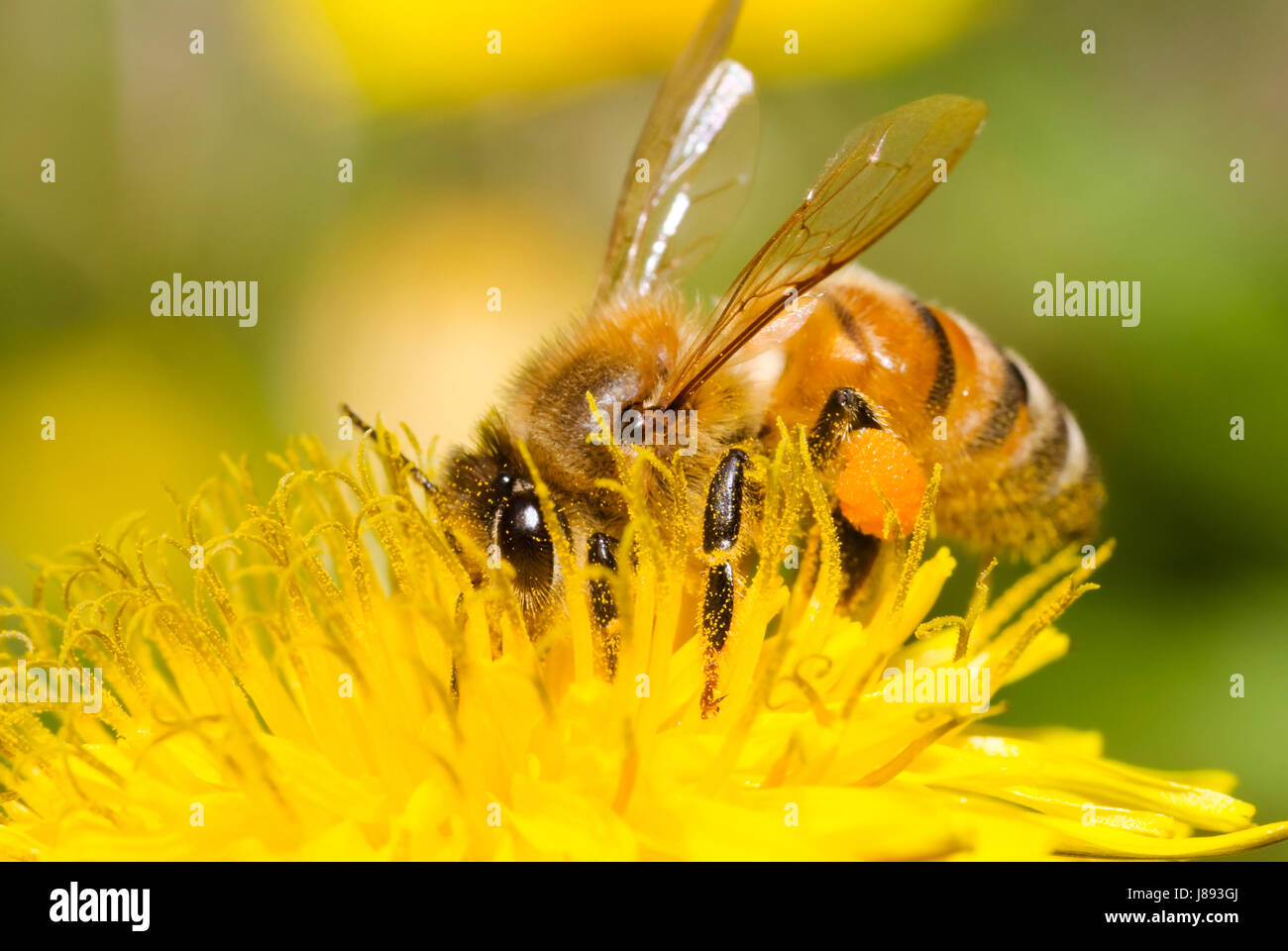 close, motion, postponement, moving, movement, beautiful, beauteously ...