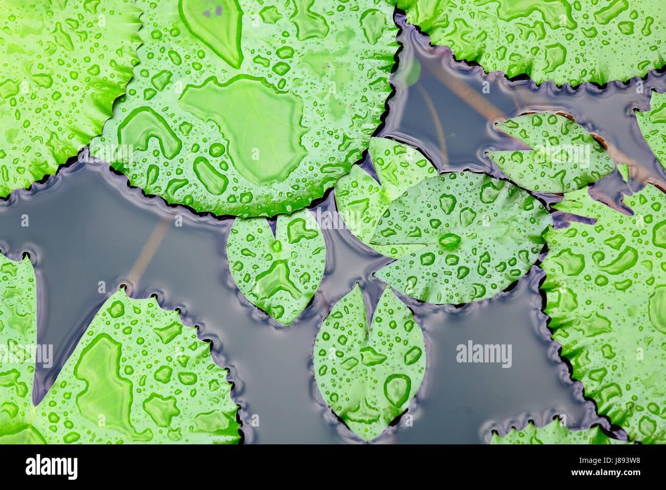 giant, leaves, surface, lotus, ornamental, floating, plants, round ...