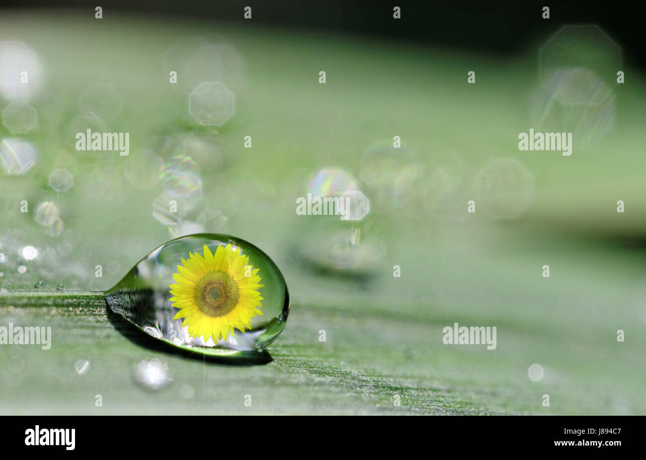 leaf, flower, sunflower, plant, drop, dew, droplet, rain, water, drip, drops Stock Photo - Alamy