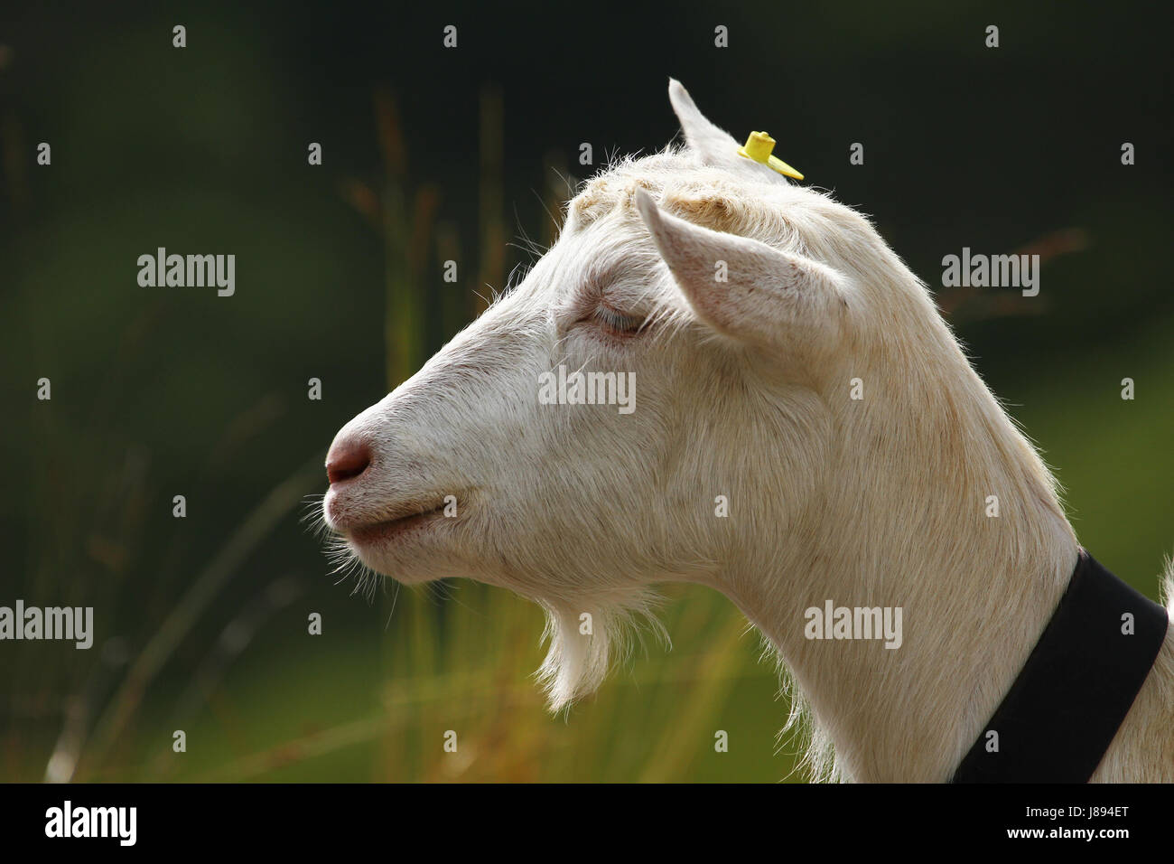 swiss goats on the alp Stock Photo - Alamy