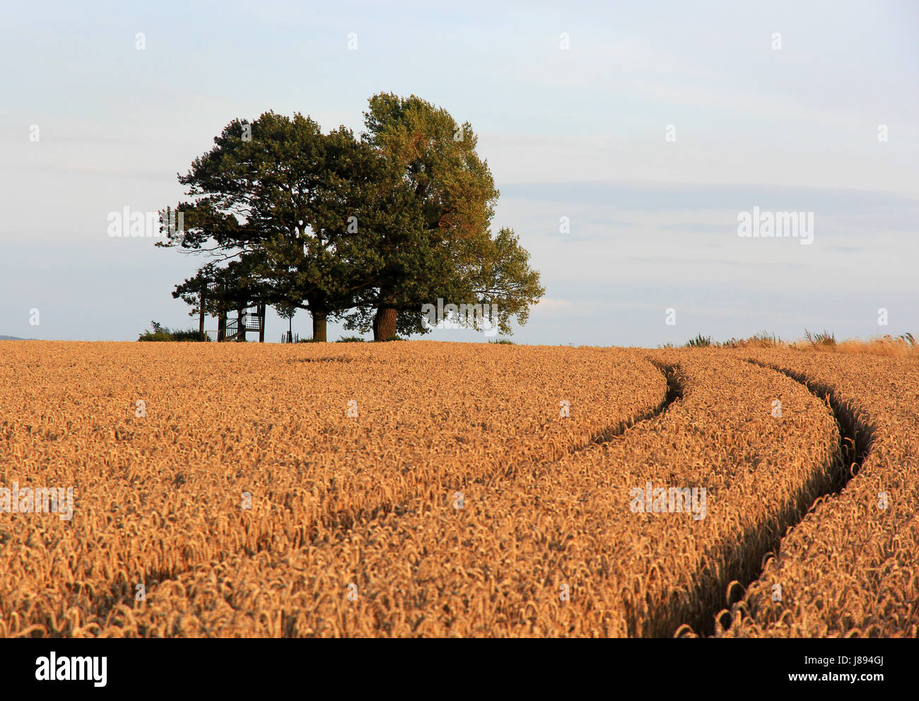 tree, trees, duo, oak, grain field, poplar, two, grain, cereal, tree ...