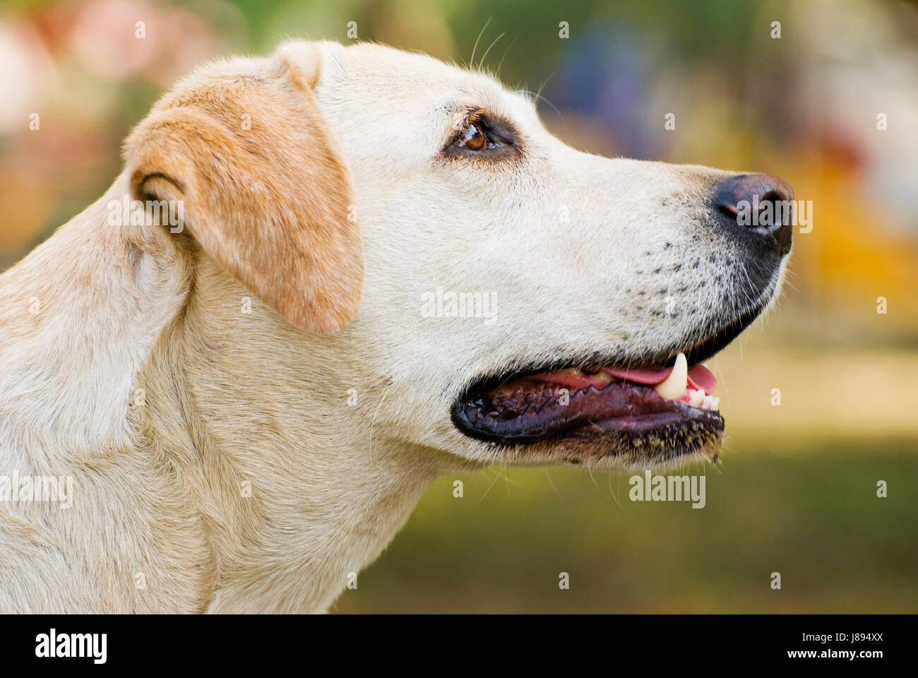 close, beautiful, beauteously, nice, leaf, animal, pet, mammal, green ...