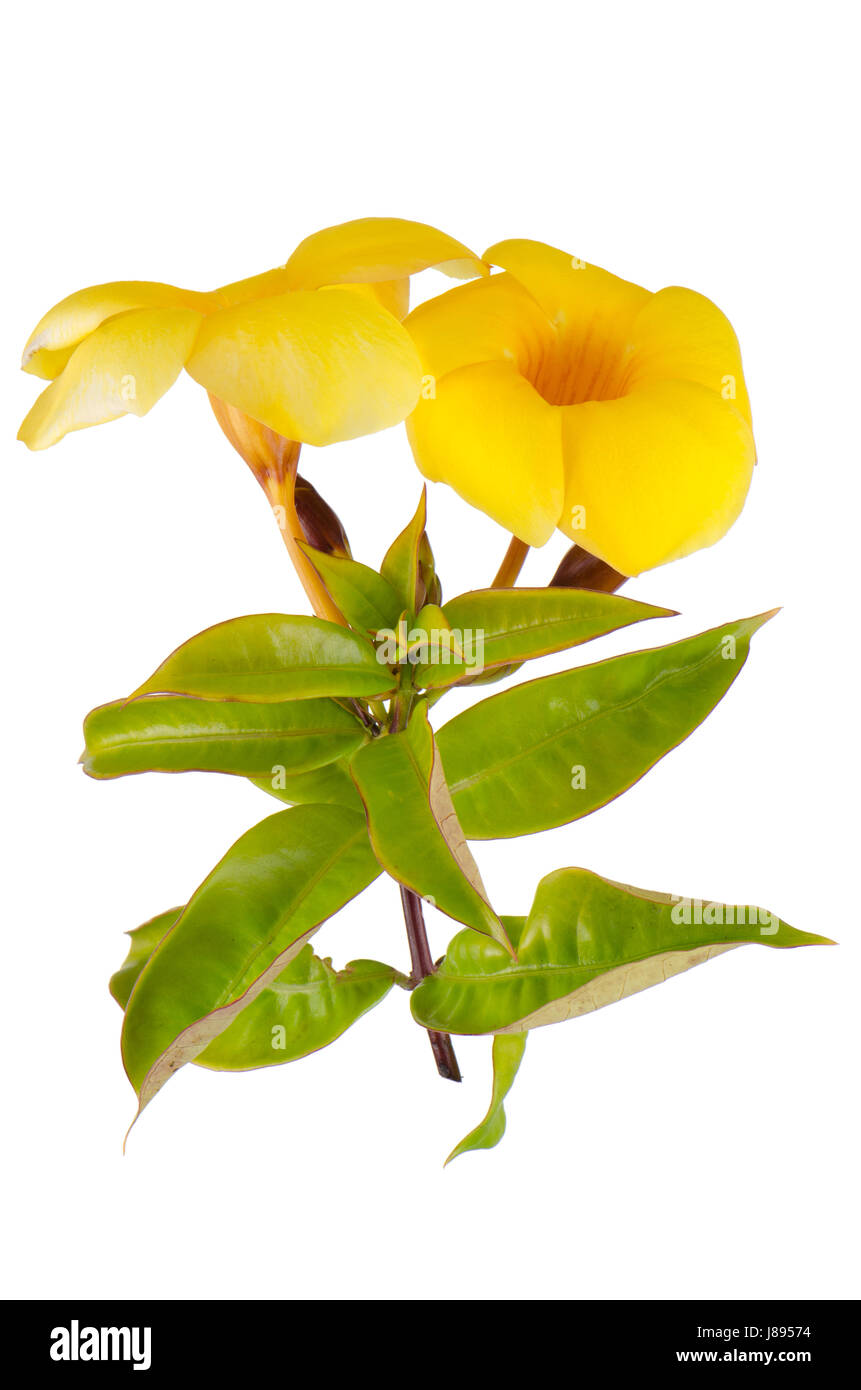Mandevilla flower side view Cut Out Stock Images & Pictures - Alamy