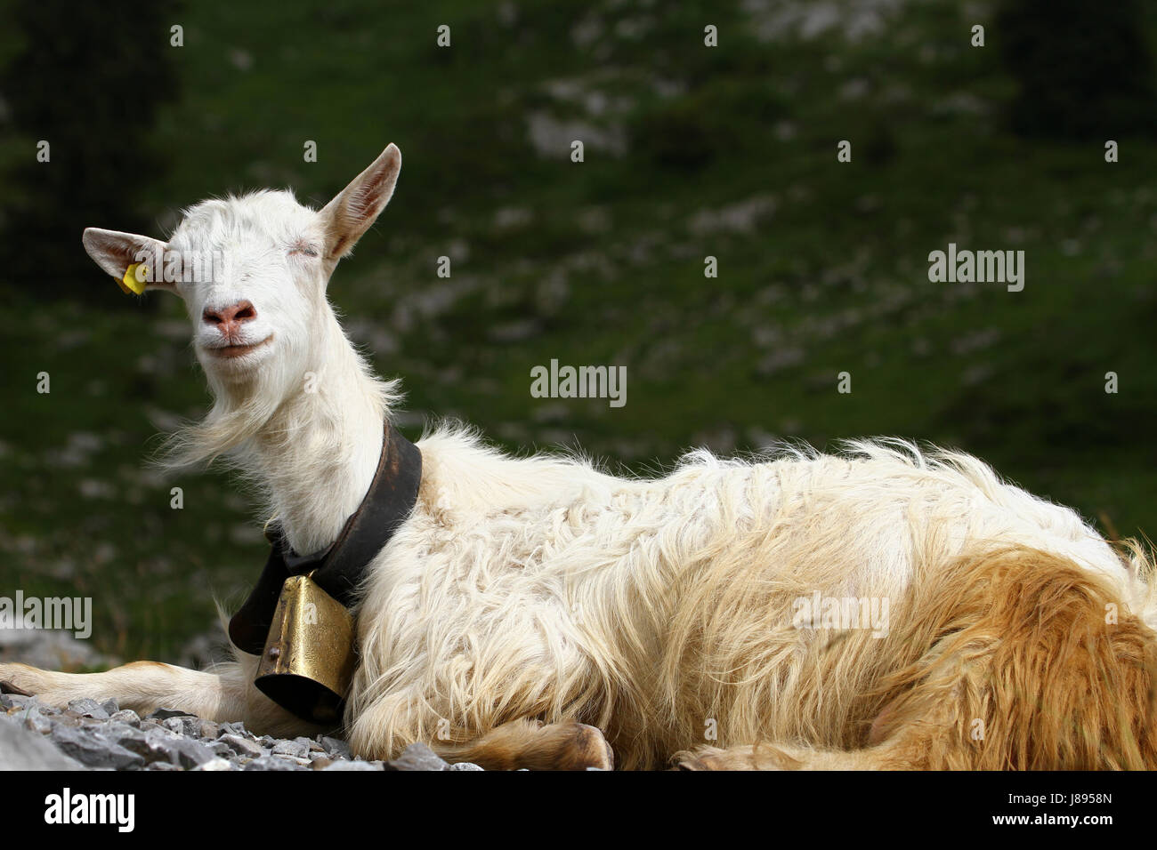 swiss goat on the mountain Stock Photo - Alamy