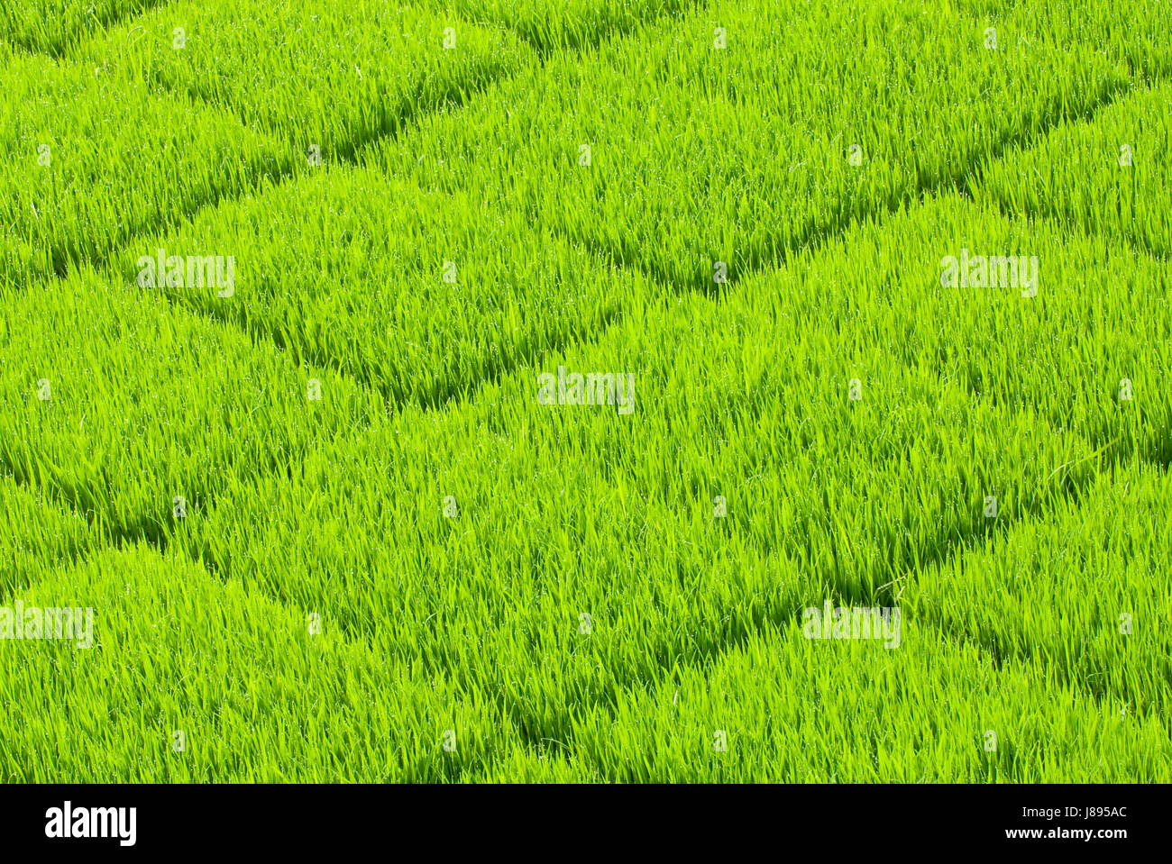 beautiful, beauteously, nice, leaf, agricultural, environment ...