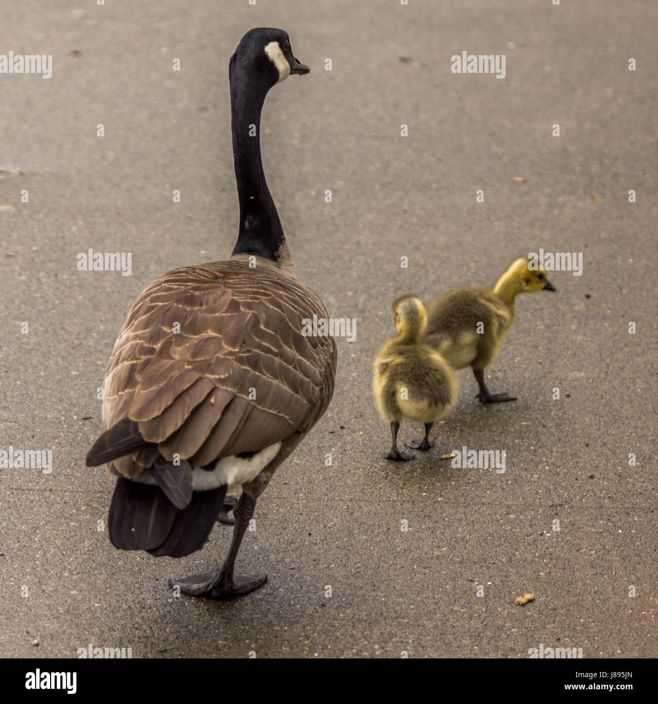 Vancouver canada goose hi-res stock photography and images - Alamy