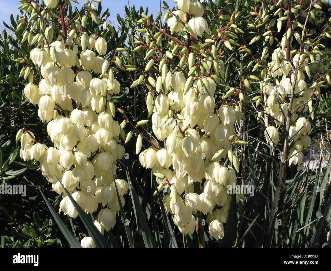 plant, water, mediterranean, salt water, sea, ocean, blossoms, palm ...