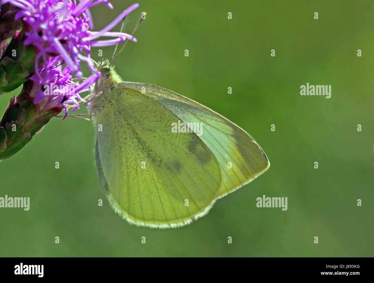 butterfly, small, tiny, little, short, albino, cabbage white butterfly ...