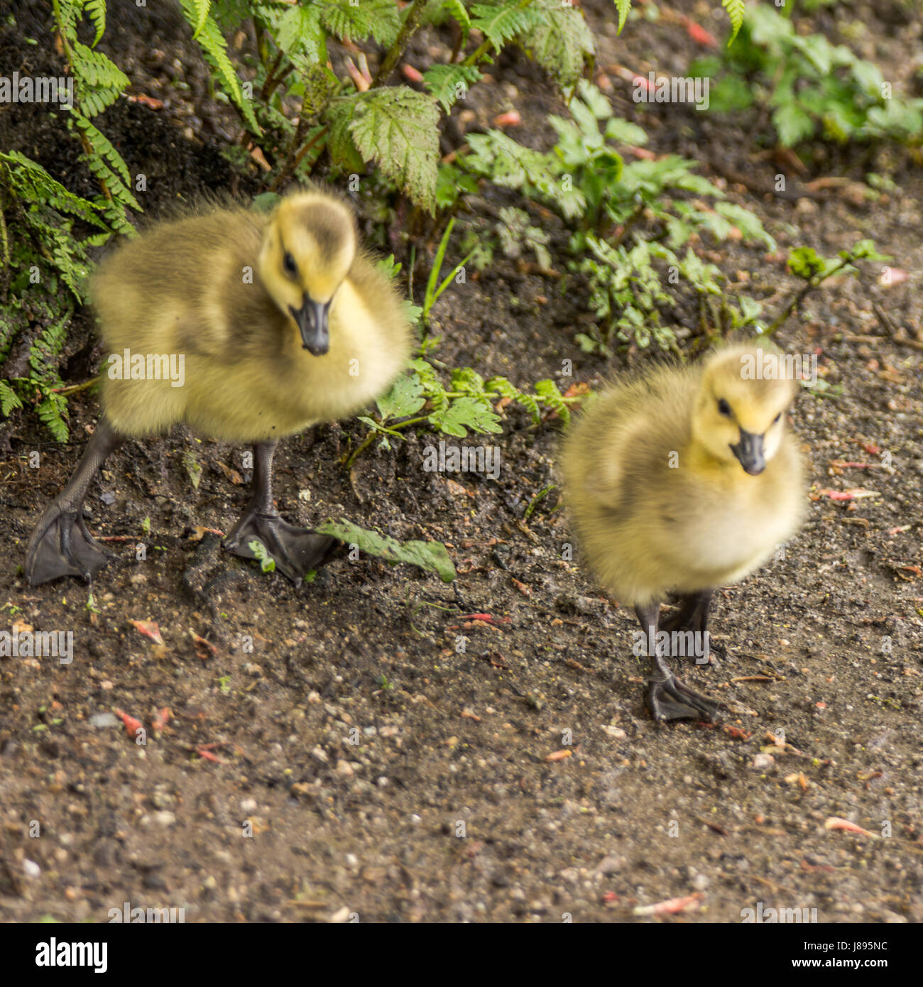 Fuzzy baby goose hi-res stock photography and images - Alamy