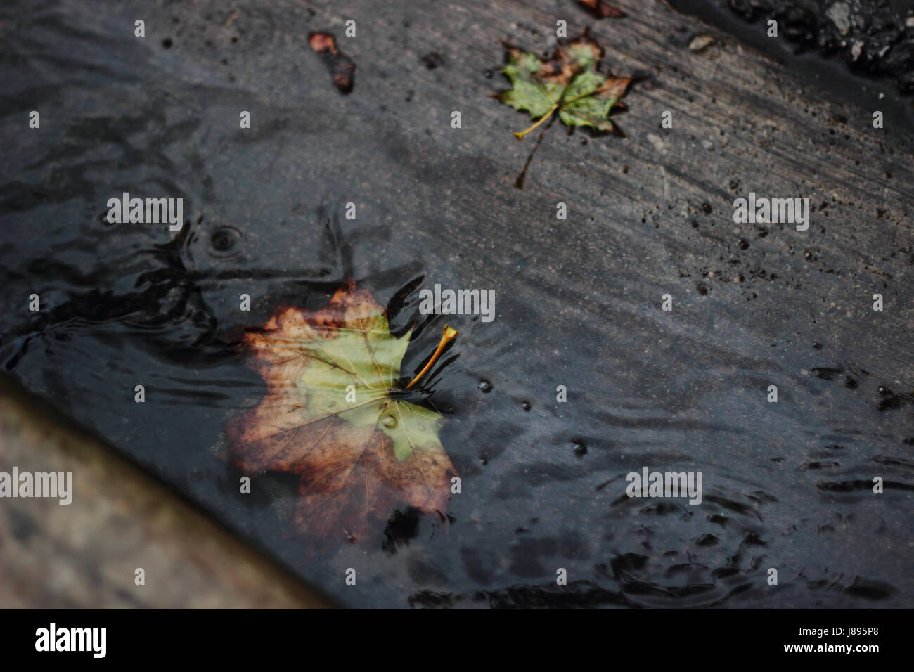 Maple leaf being washed by rain Stock Photo - Alamy