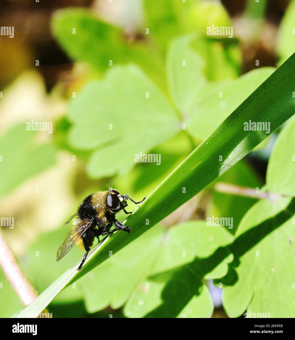 Wild Bee bathing in the sunshine Stock Photo - Alamy