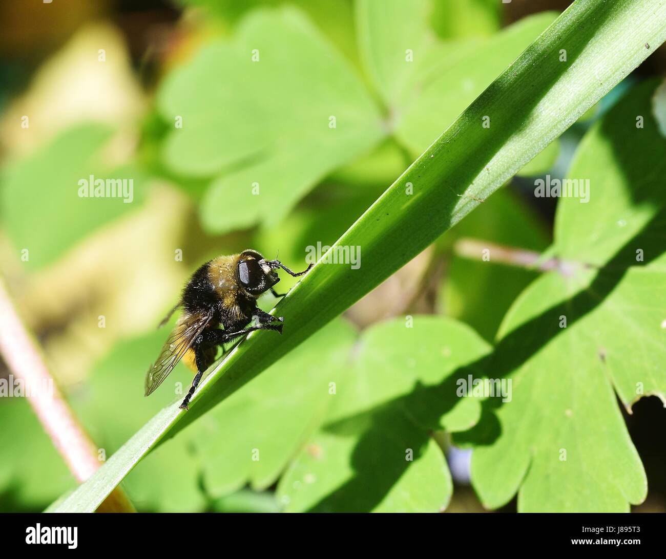 Wild Bee bathing in the sunshine Stock Photo - Alamy