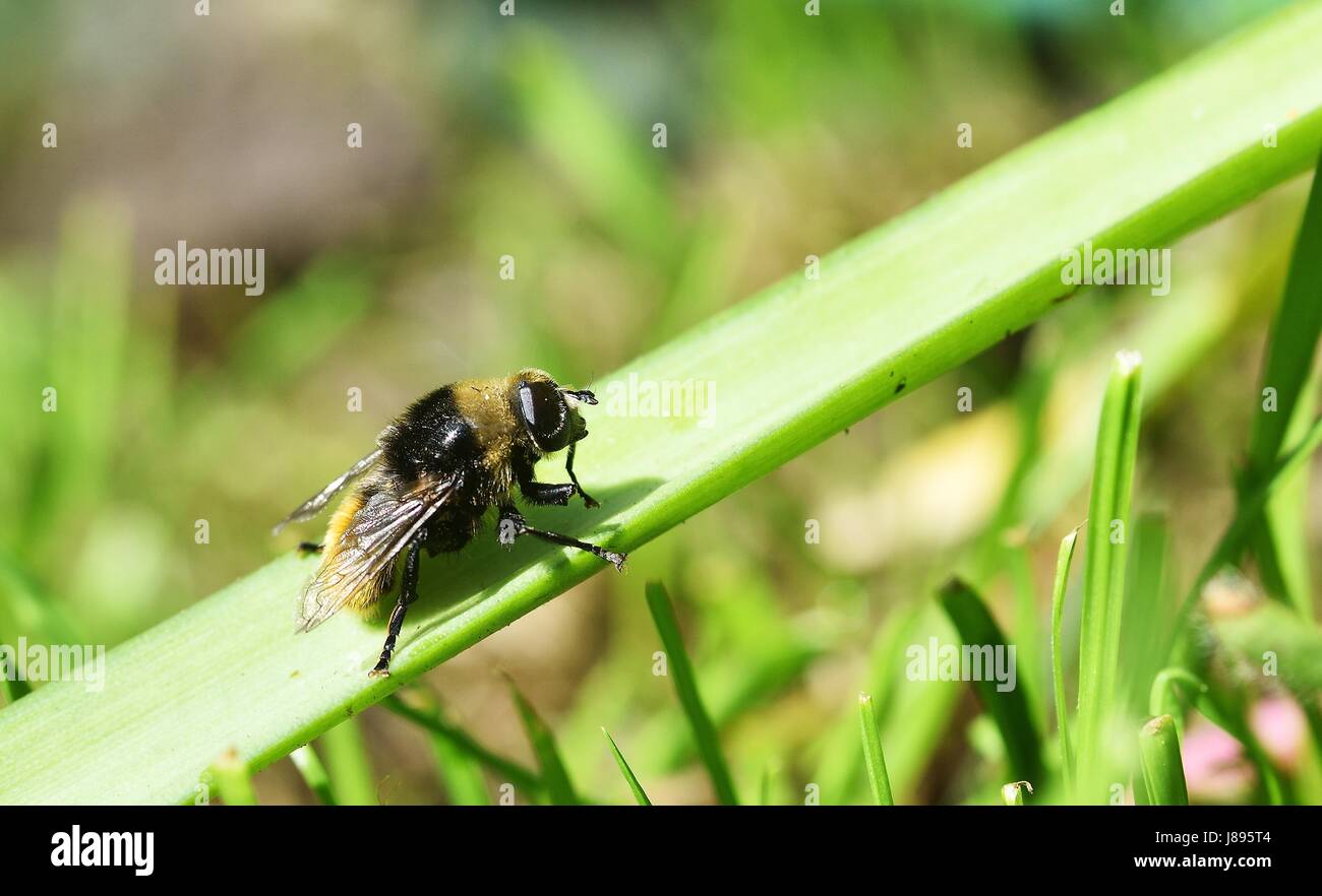 Wild Bee bathing in the sunshine Stock Photo - Alamy