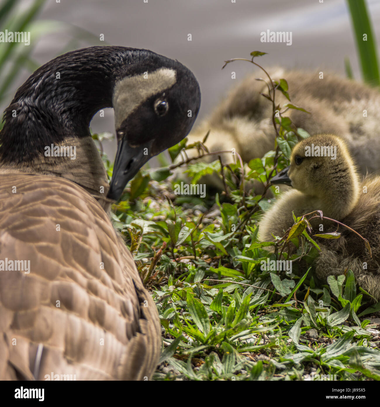 A mother Canada Goose and her goslings Stock Photo - Alamy