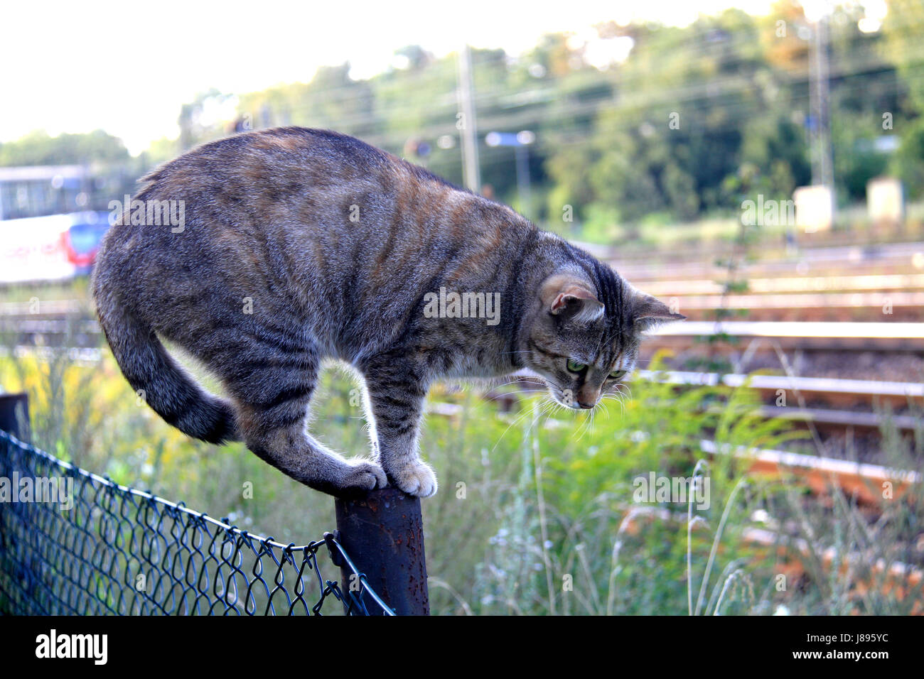 balancing cat on a fence Stock Photo - Alamy