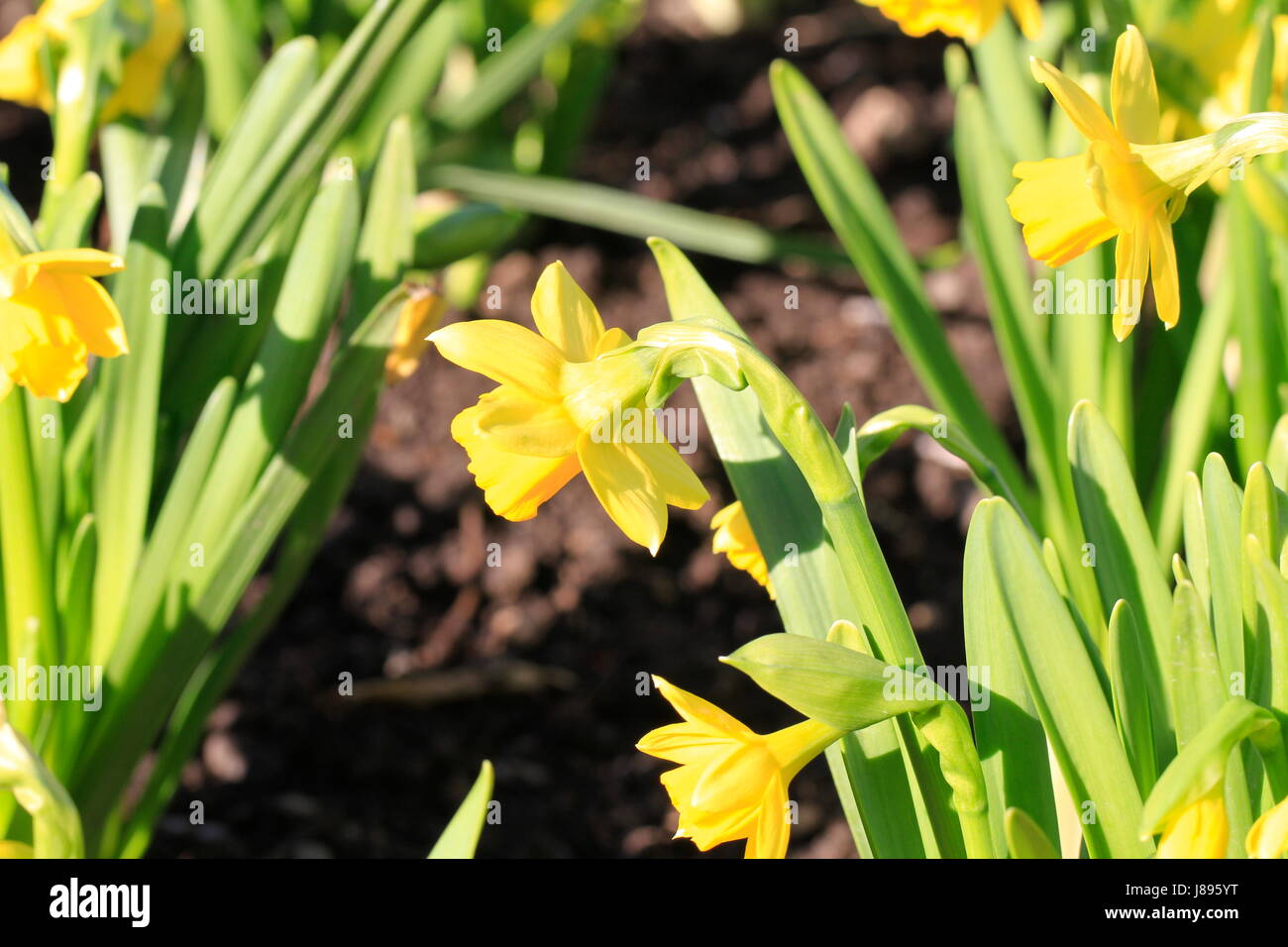 spring, flower, plant, snowdrop, spring flower, vernal flowers, yellow ...