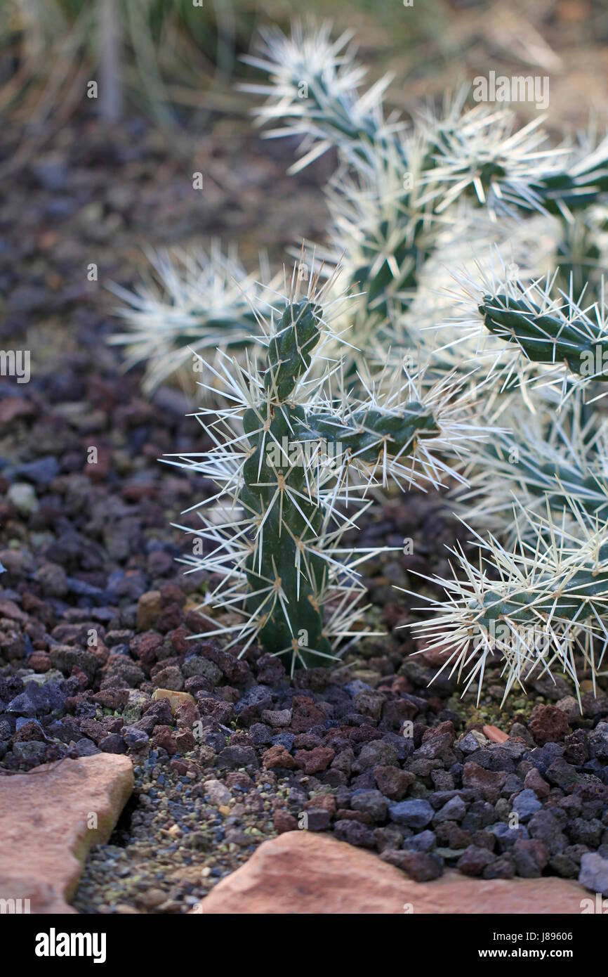 Tunicata cactus hi-res stock photography and images - Alamy