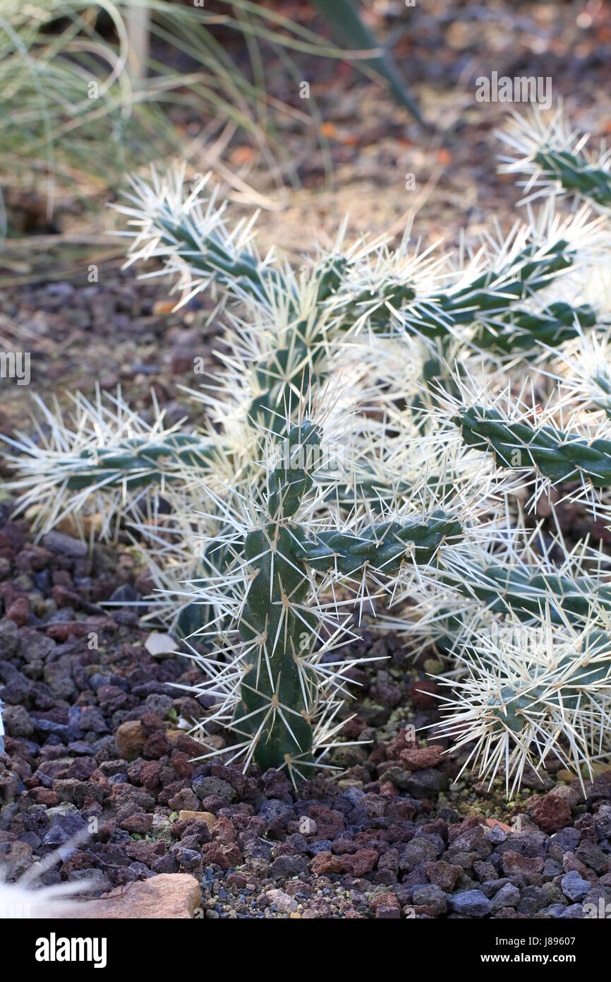green, thorns, cacti, cactus, sting, thorn, macro, close-up, macro ...