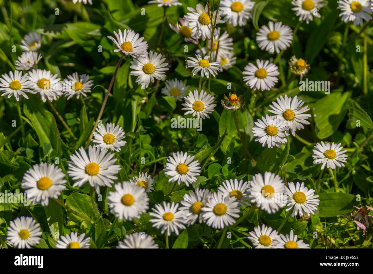 A field of lawn daisies at Devonian Park in Vancouver, BC Stock Photo ...