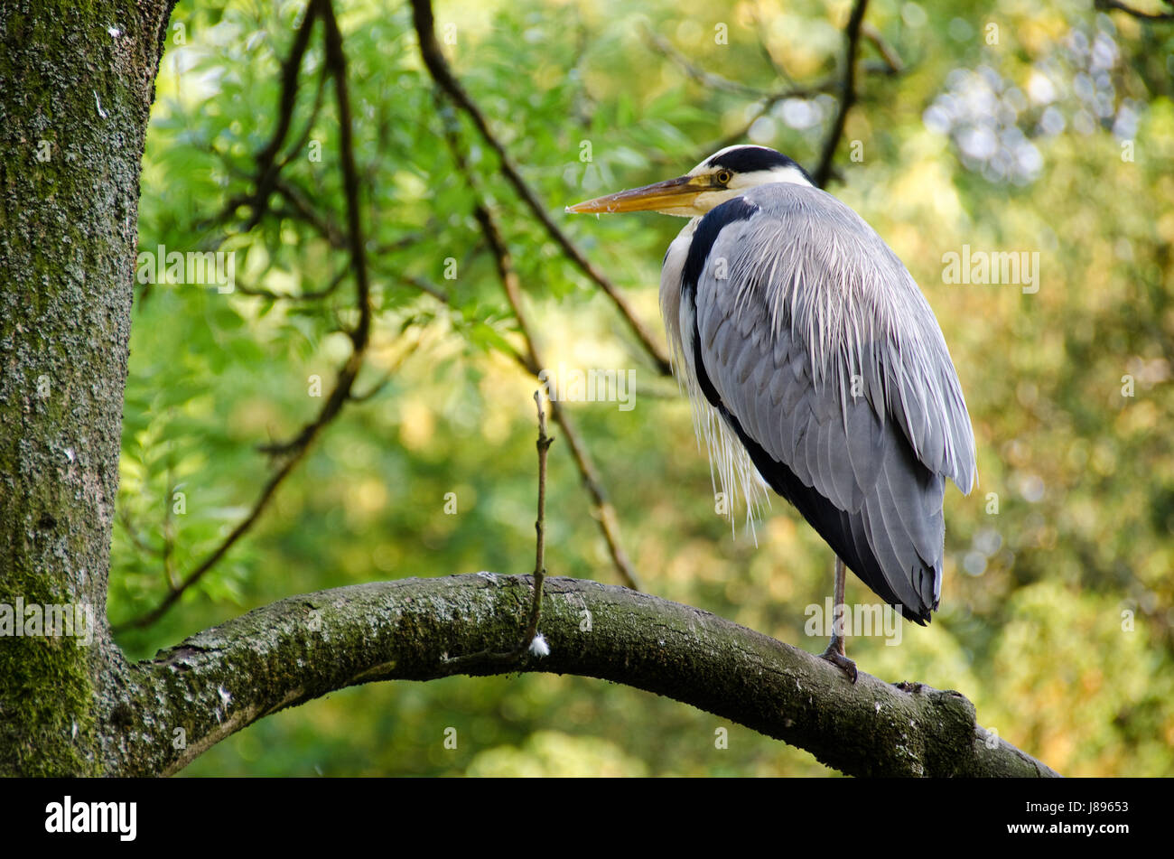 animal, outdoor, wildlife, heron, grey, gray, nature, big, large ...