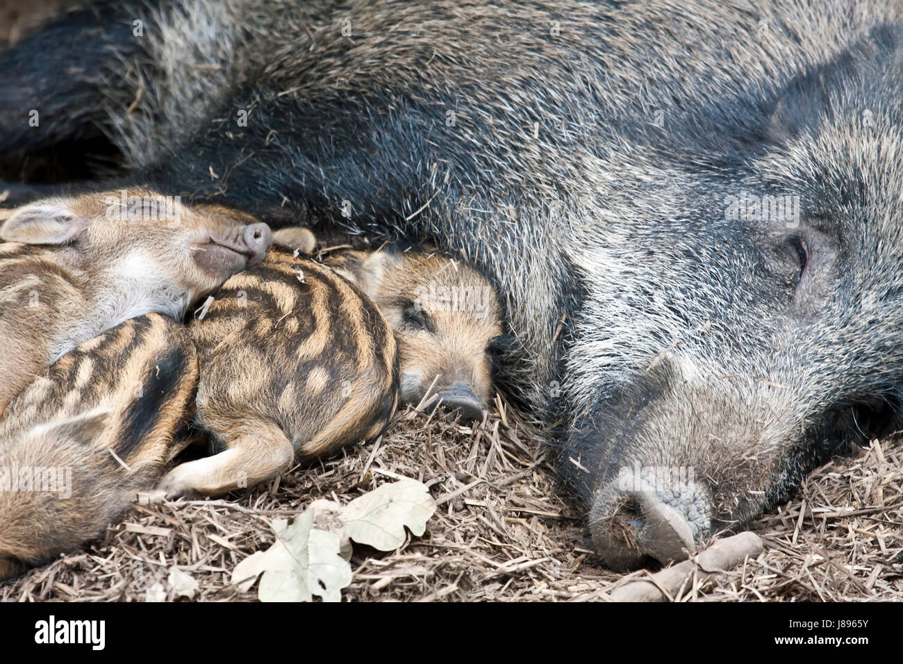 offspring, boars, cute, animal child, sleep, sleeping, offspring ...
