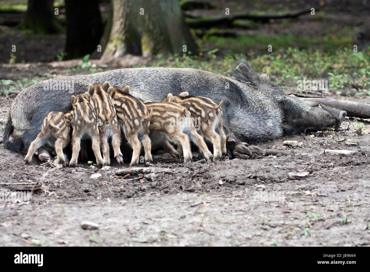 offspring, boars, cute, animal child, food, aliment, offspring ...